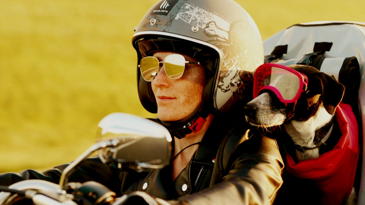 Riding with Dogs - Pillion Pooch